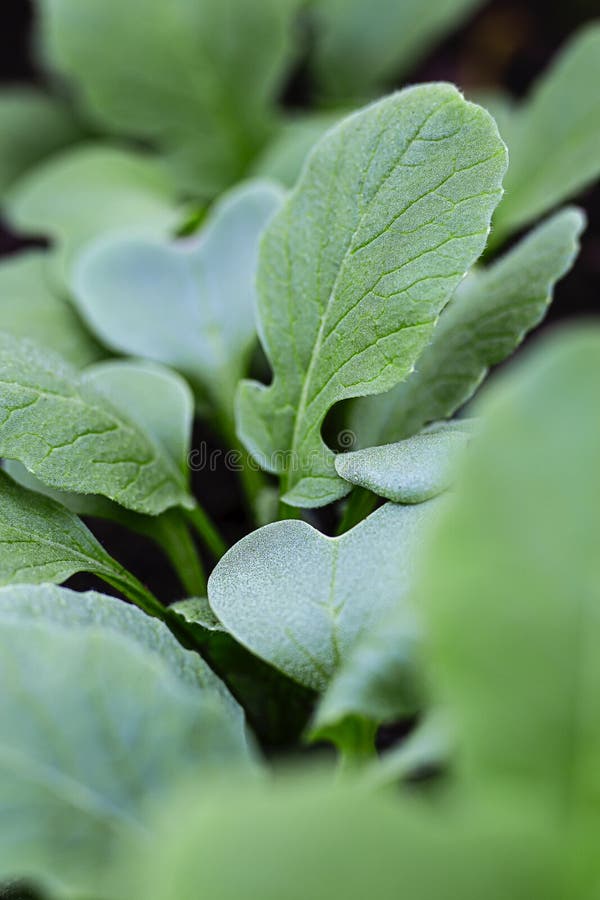Radis plantation stock photo. Image of green, nutrition - 189517872
