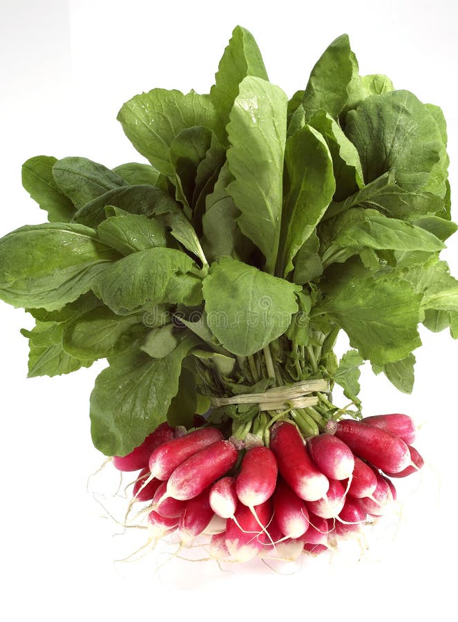 Radis rose stock image. Image of food, radish, life - 170505241