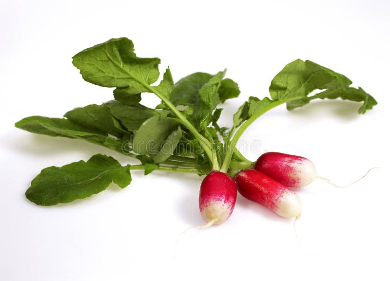 Radis rose stock photo. Image of still, radis, raphanus - 170505714