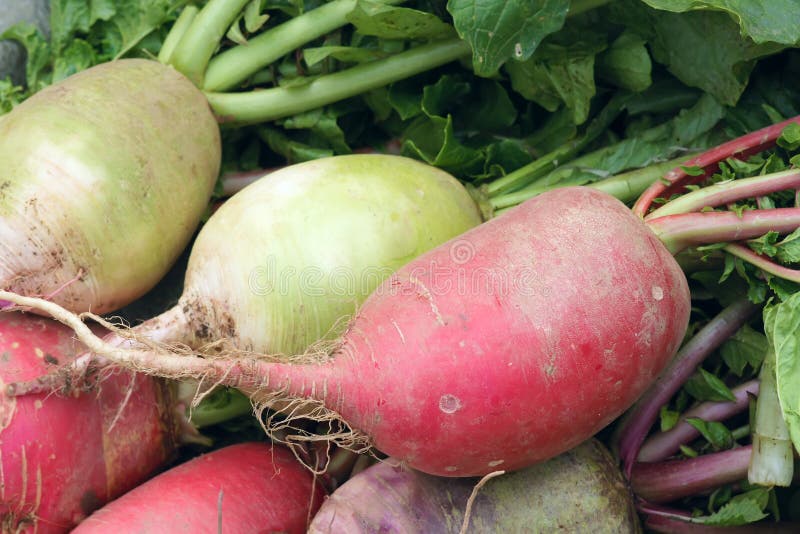 Radis rouge photo stock. Image du nature, légumes, fond - 27023314