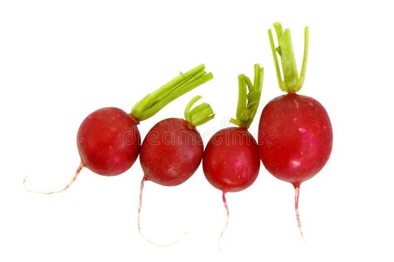 Radis sur le fond blanc photo stock. Image du produit - 31497200