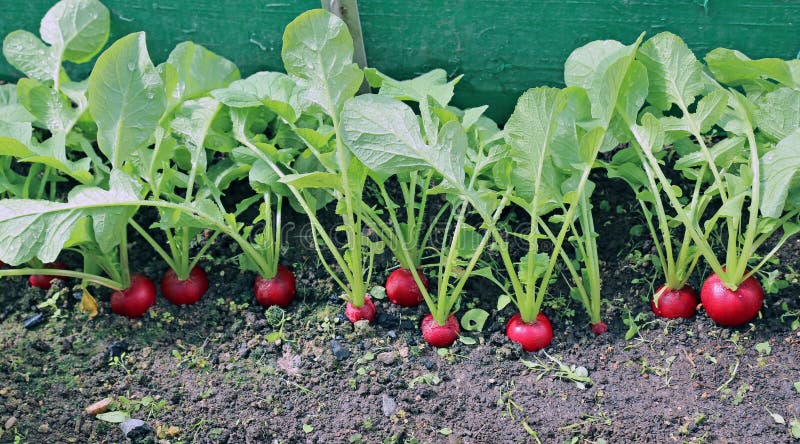 Radis rouge rond mûr image stock. Image du radis, ovale - 50566801