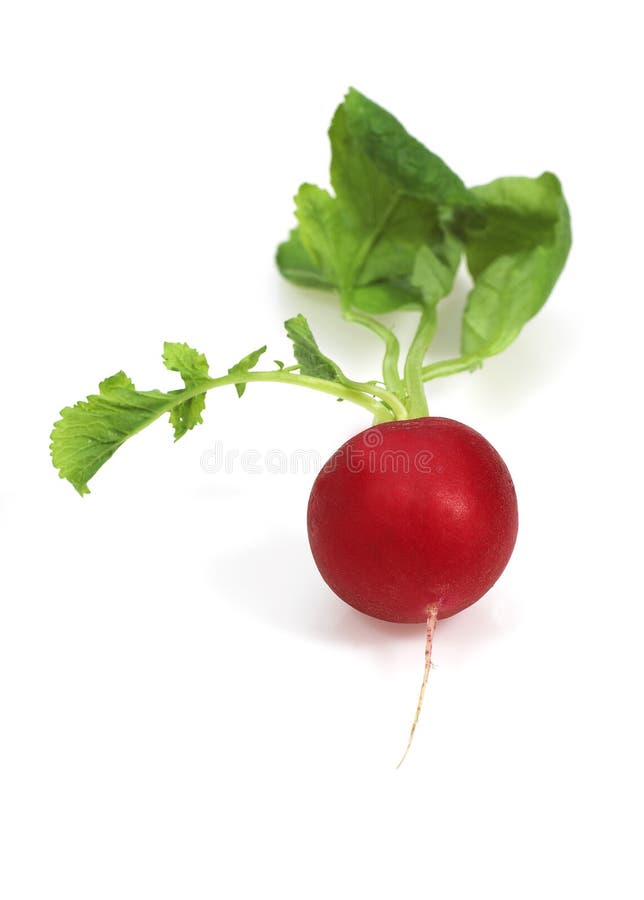 Radis rouge stock photo. Image of radish, raphanus, ingredient - 172899672