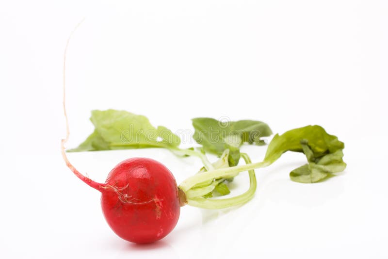 1,999 Single Radish Stock Photos - Free & Royalty-Free Stock Photos ...