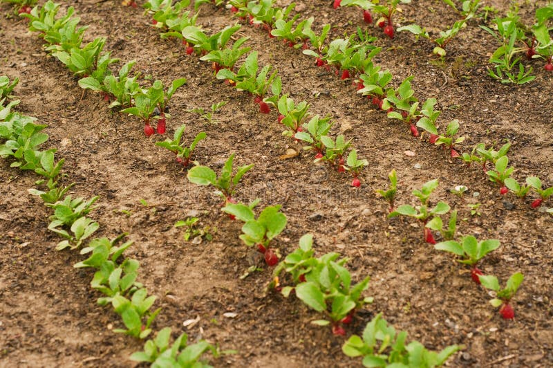 Growing radish stock image. Image of summerhouse, ridge - 14350075