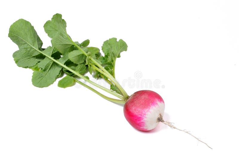 Radish stock image. Image of healthy, green, vegetable - 15035615
