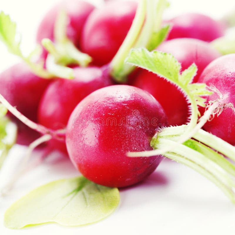 Radish stock photo. Image of pure, refreshing, fresh - 16428676
