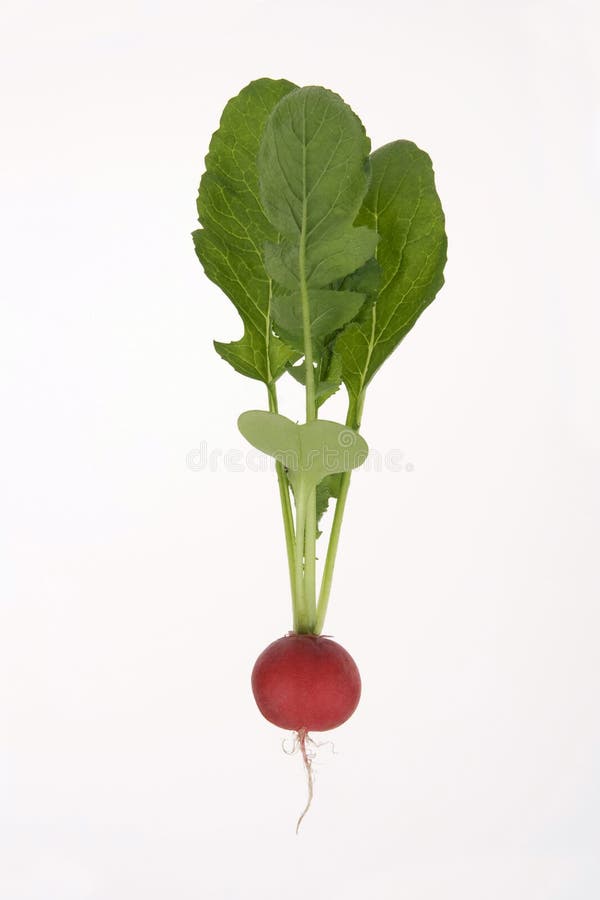 Radish. stock image. Image of group, food, meal, agriculture - 16668527