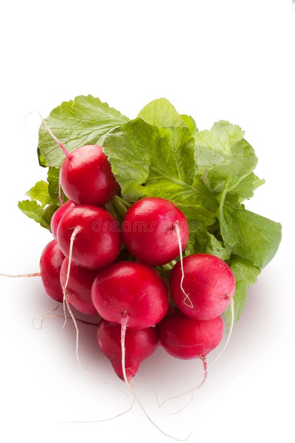 Radish stock photo. Image of radis, freshness, radish - 19236510