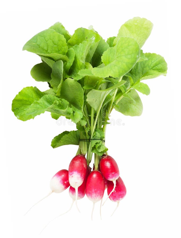 Radish plant stock image. Image of natural, produce, healthy - 19401681