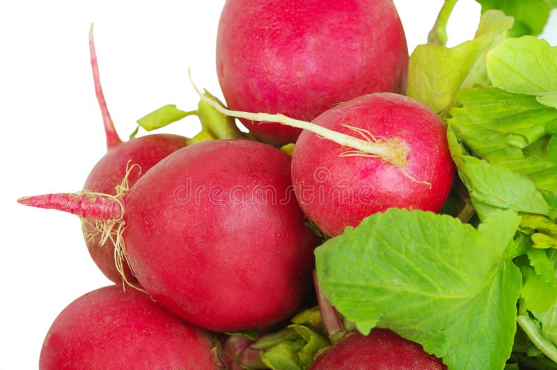Fresh radish stock image. Image of leaf, root, raddish - 19573927