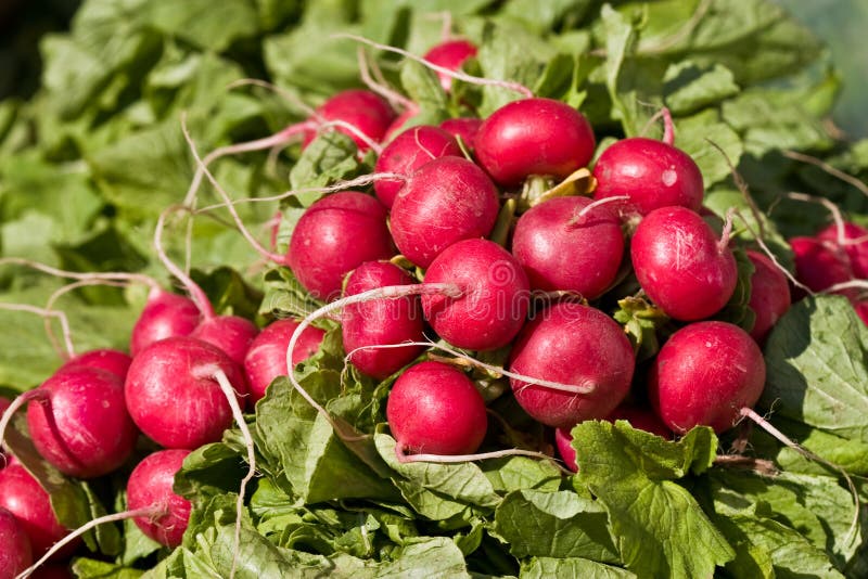 Radish stock photo. Image of fresh, radish, tasty, healthy - 4355820