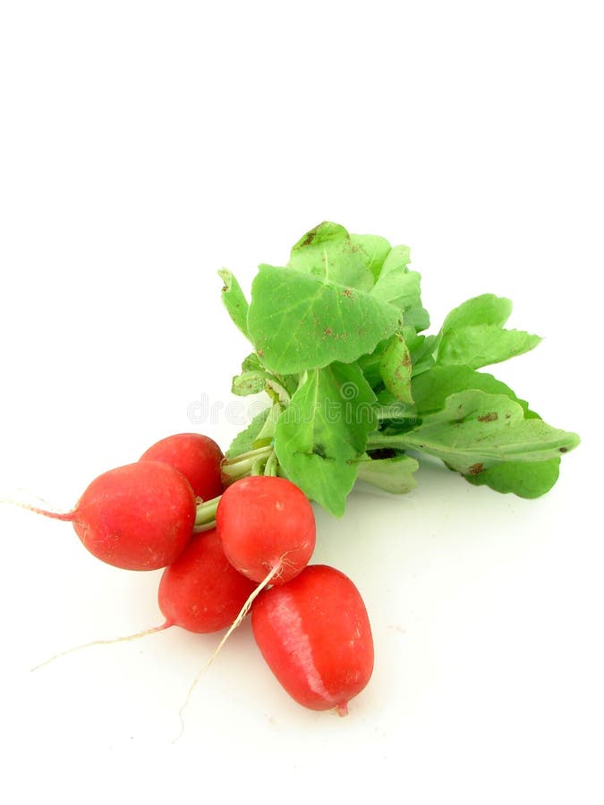 Radish stock photo. Image of little, vitamins, homegrown - 4540892