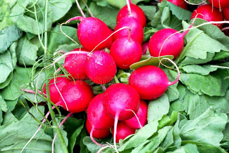 Radish Picture. Image: 6177479