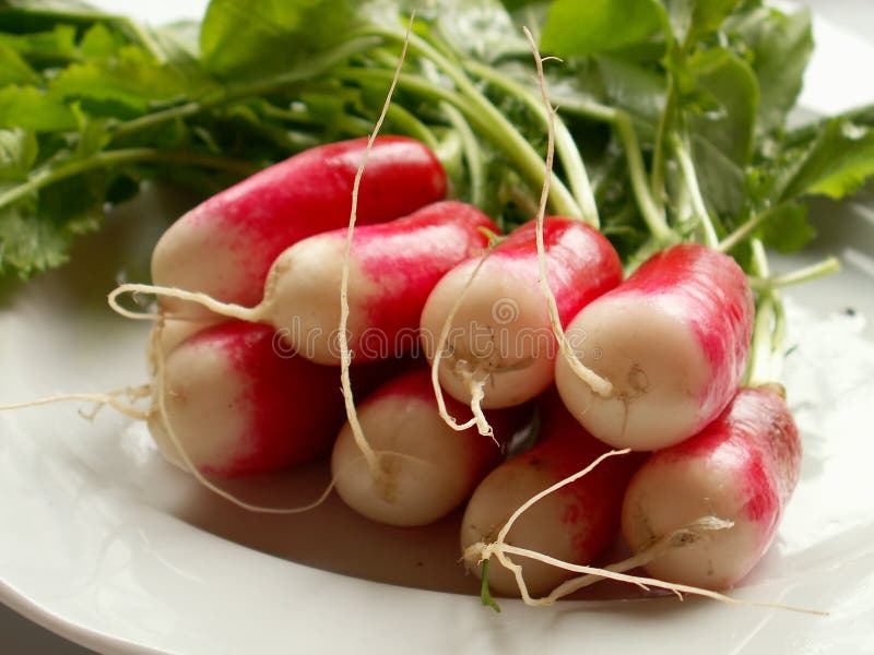 Radish Picture. Image: 625395