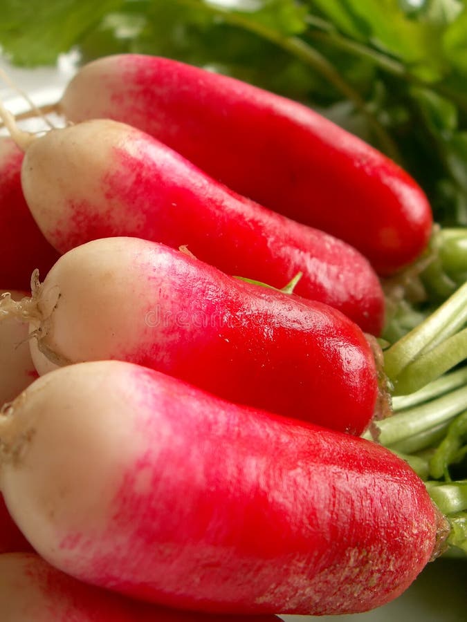 Radish Picture. Image: 625396