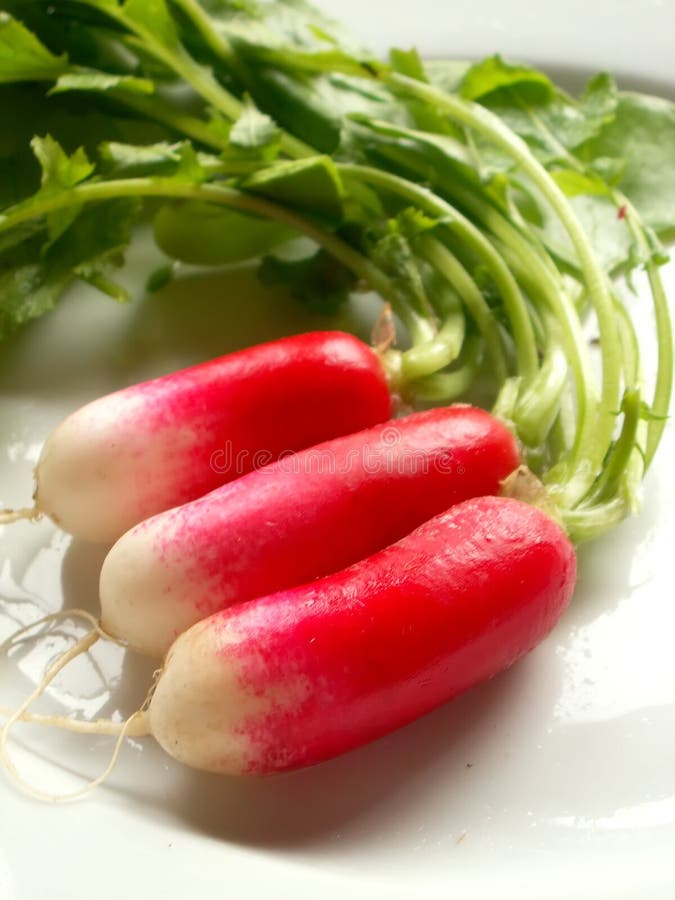 Radish stock photo. Image of nutrition, health, leaf, fresh - 625398