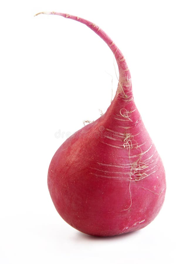 Radish stock image. Image of macro, detail, eating, enamoured - 721653