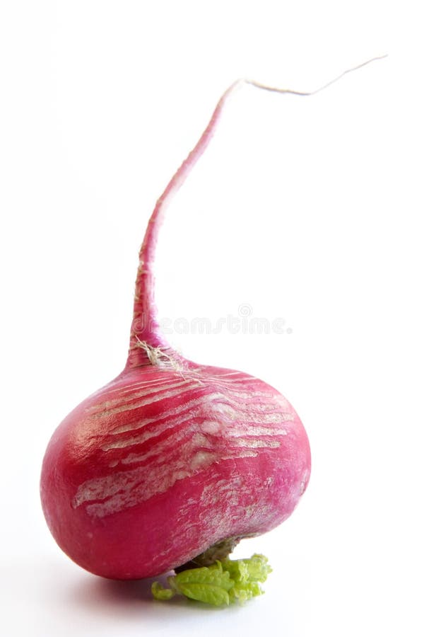 Radish Picture. Image: 733008