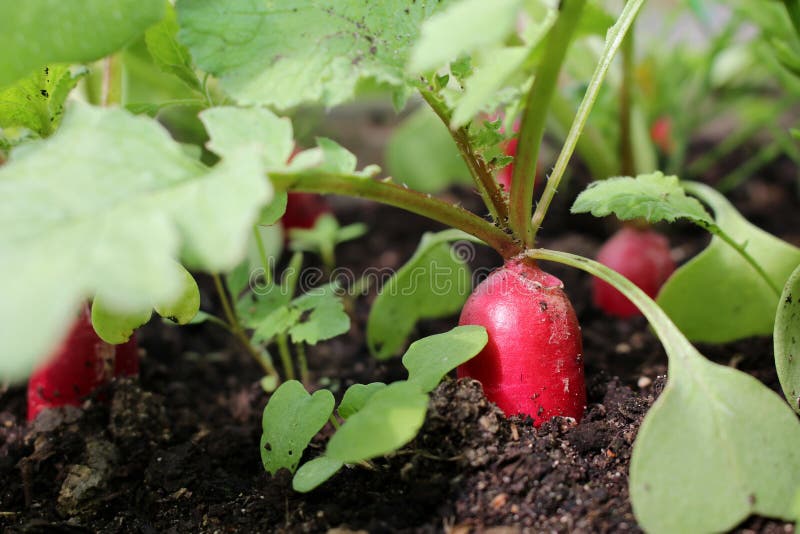 Radish stock photo. Image of blurred, grow, pink, radish - 191587426