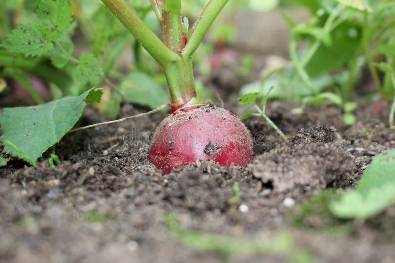 Radish stock photo. Image of plant, radish, grass, grow - 191587588