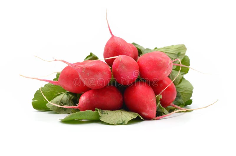 Radish stock photo. Image of ingredient, radish, lovely - 96065778