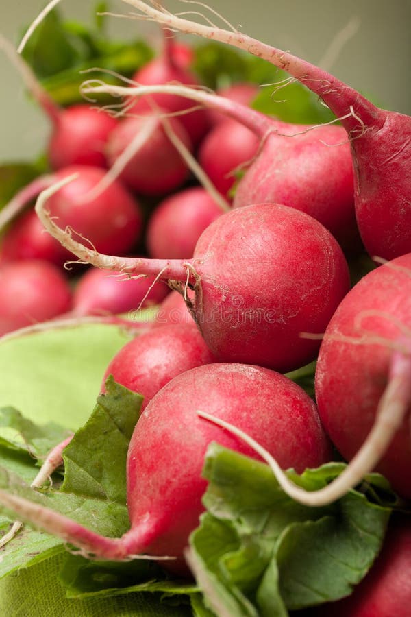 Radish Bunch, Bundle. Diet Cooking Spring Food Stock Photo - Image of ...