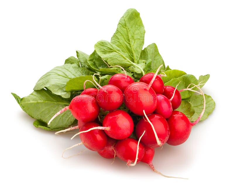 Single radish stock image. Image of leaf, organic, fresh - 24221315