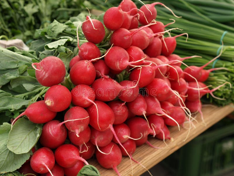 Bunches of Radish at City Market Square Stock Image - Image of spring ...
