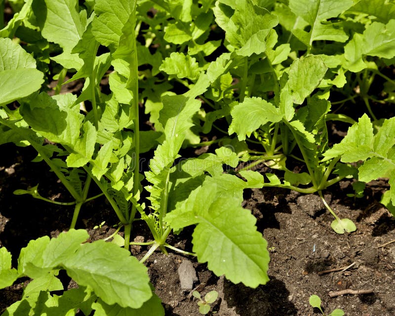 Daikon Radish Growing in the Garden Stock Photo - Image of food, plants ...