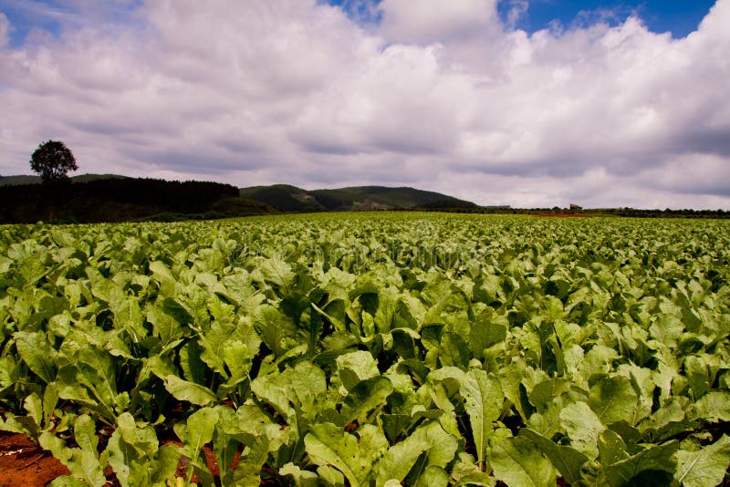 Radish farm stock image. Image of grass, grow, places - 15730129