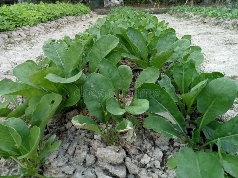 Radish in farm stock photo. Image of soils, clay, radish - 265574046