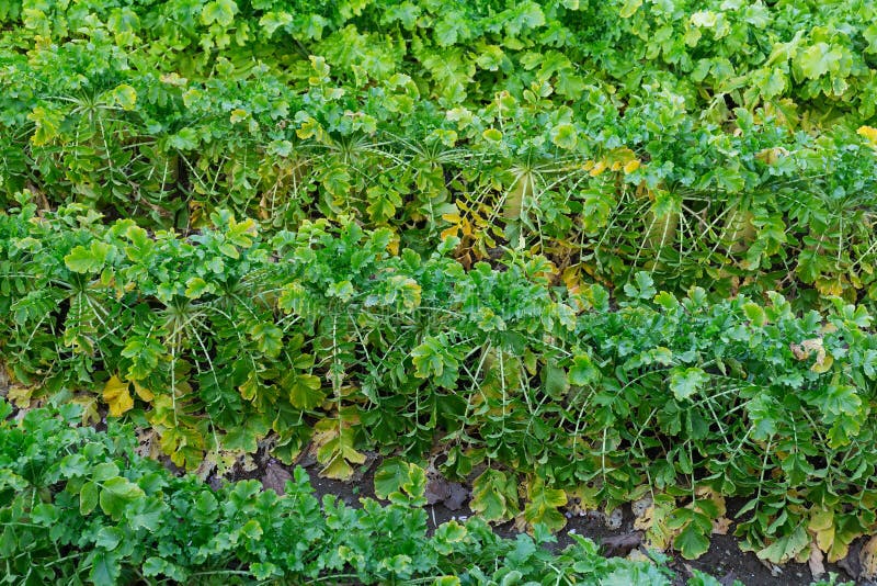 Radish field stock image. Image of garden, green, japanese - 67800659