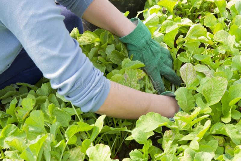 Radish field stock image. Image of garden, industry, plant - 31882671