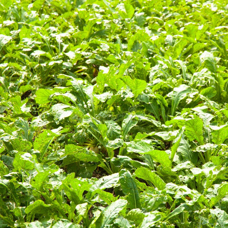 Radish Fields stock image. Image of agriculture, leaf - 38566467