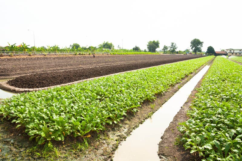 Radish Fields stock photo. Image of farm, diet, oriental - 38566470