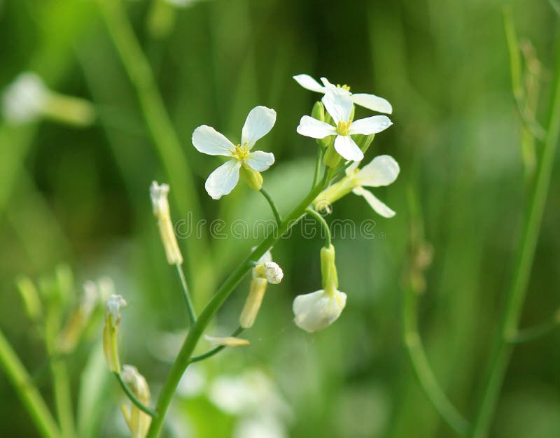 Radish - Flower stock image. Image of family, botanic - 96684143