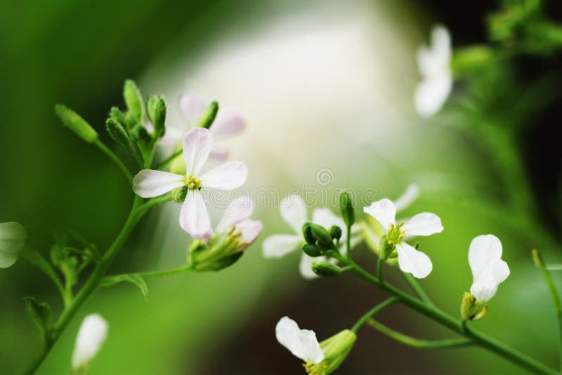 Radish flowers stock photo. Image of isolated, celery - 25333052