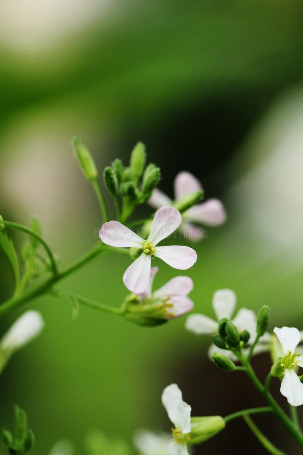 Radish flowers stock photo. Image of isolated, selective - 25450478