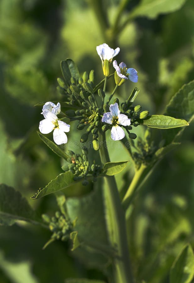Radish flowers stock photo. Image of pods, bloom, season - 108257832