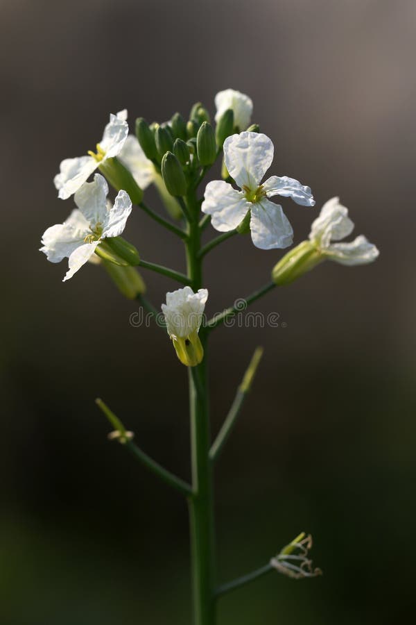 Radish flowers stock image. Image of season, nature - 108257837