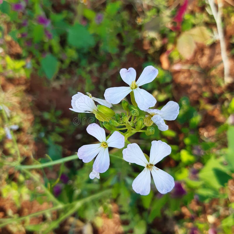 Radish Flowers are Blooming Stock Photo - Image of flower, petal: 182718000