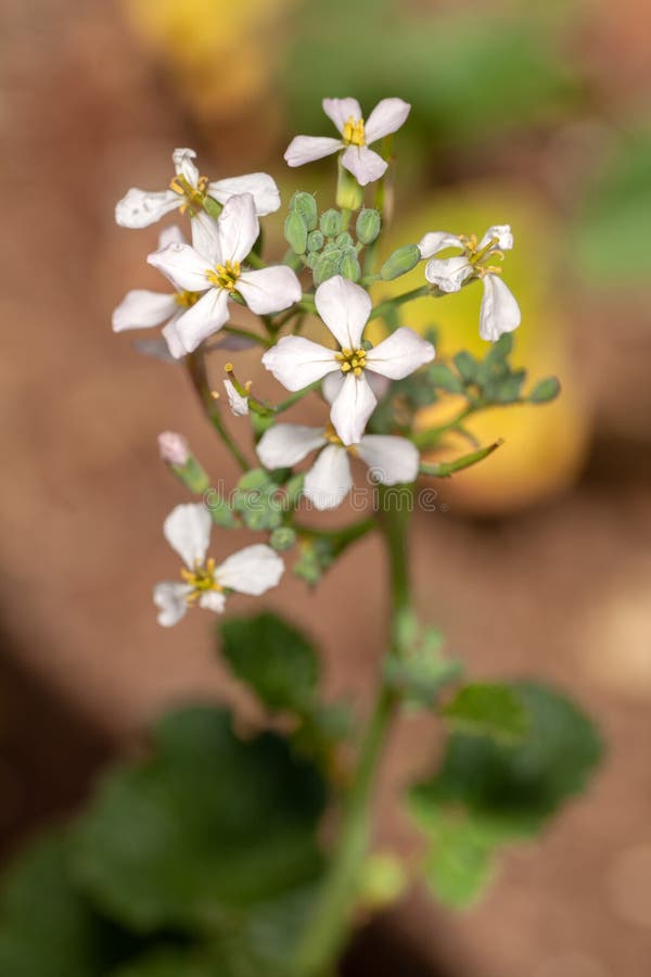 Radish Flowers Plant Unusual Stock Image - Image of food, head: 197181951