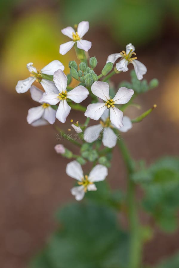 Radish Flowers Plant Unusual Stock Image - Image of unusual ...