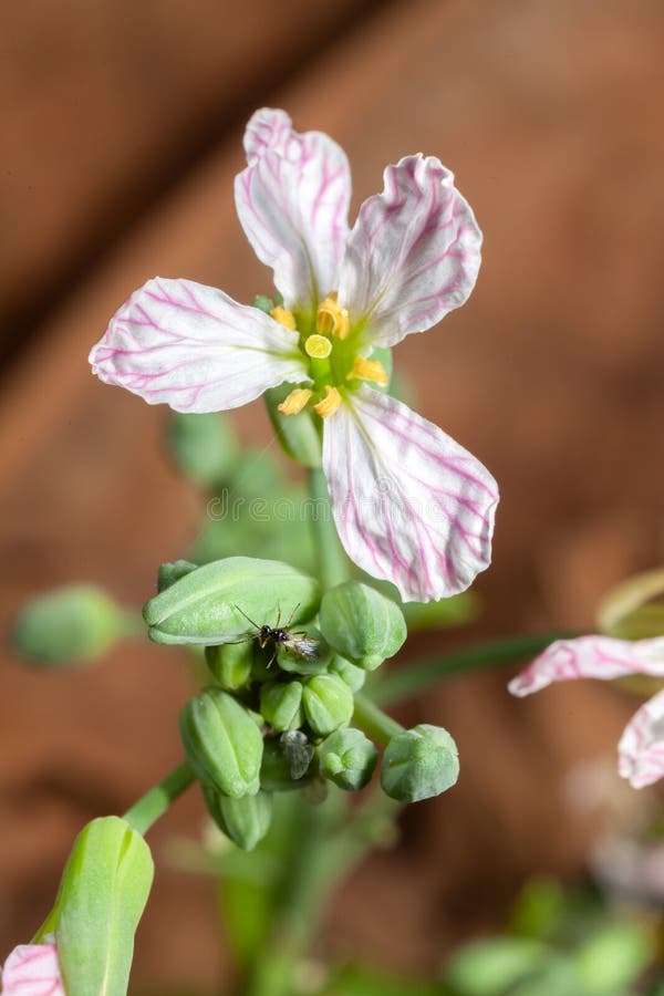 Radish Flowers Plant Unusual Stock Image - Image of fragility, food ...