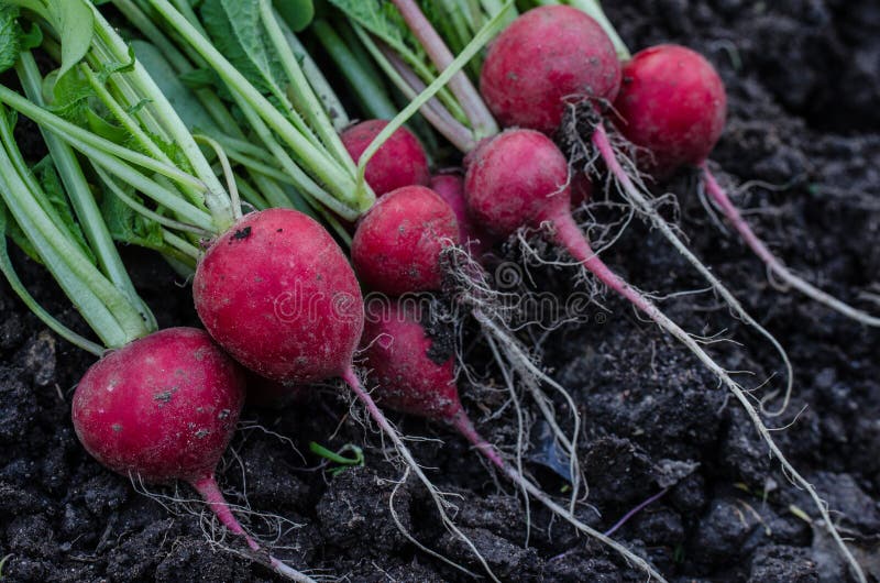 Radish on the ground stock photo. Image of garden, bunch - 54985004