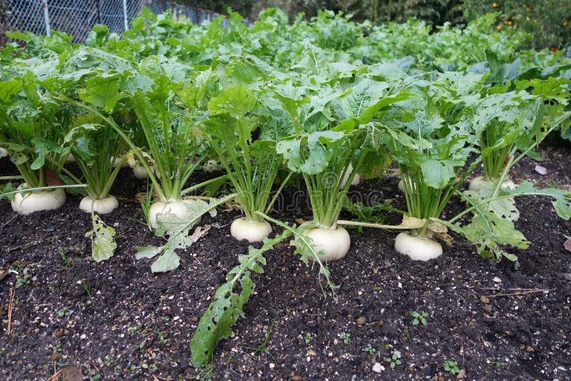 Radish stock photo. Image of center, local, grown, production - 48447102