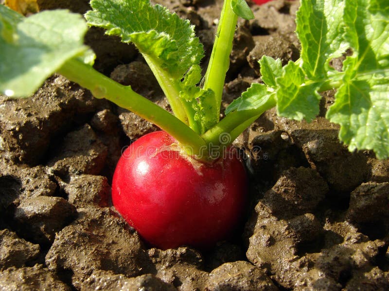 Radish growing stock photo. Image of nutrition, dirt - 24781808