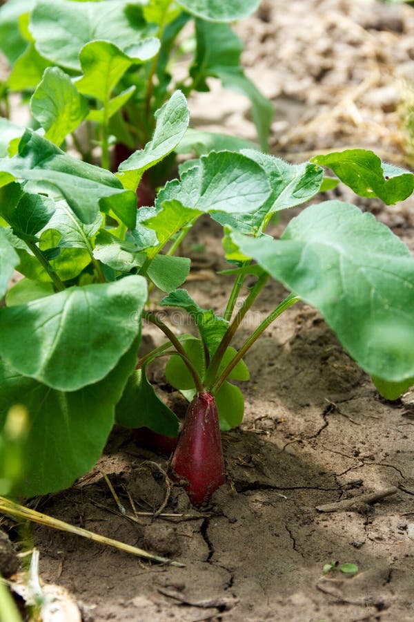Radish Growing in the Garden Stock Photo - Image of oval, harvest: 82441256