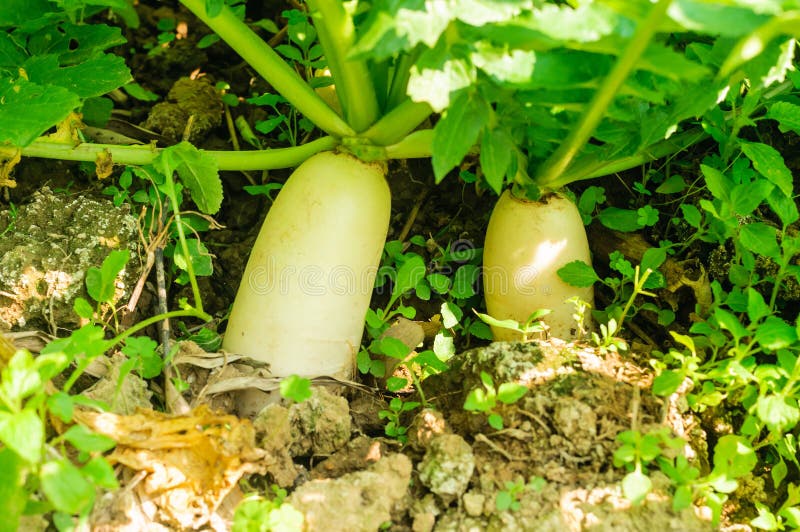 Radish grown in the ground stock image. Image of garden - 36898125